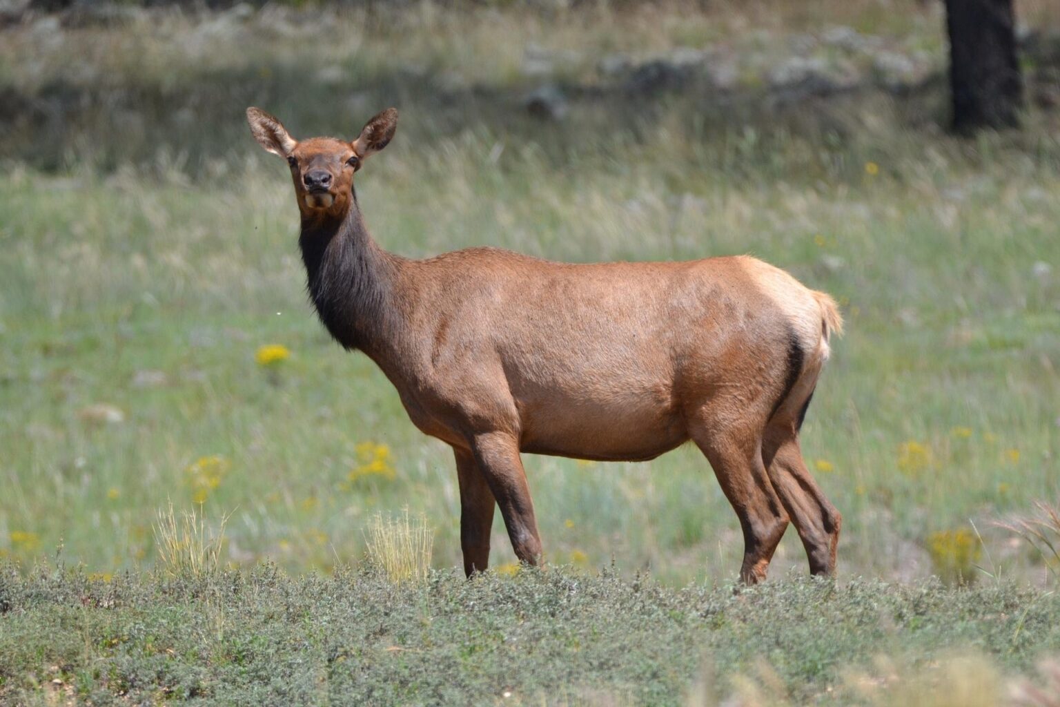 The Best Estes Park Fall Spots to See the Leaves Changing | MV Estes Park