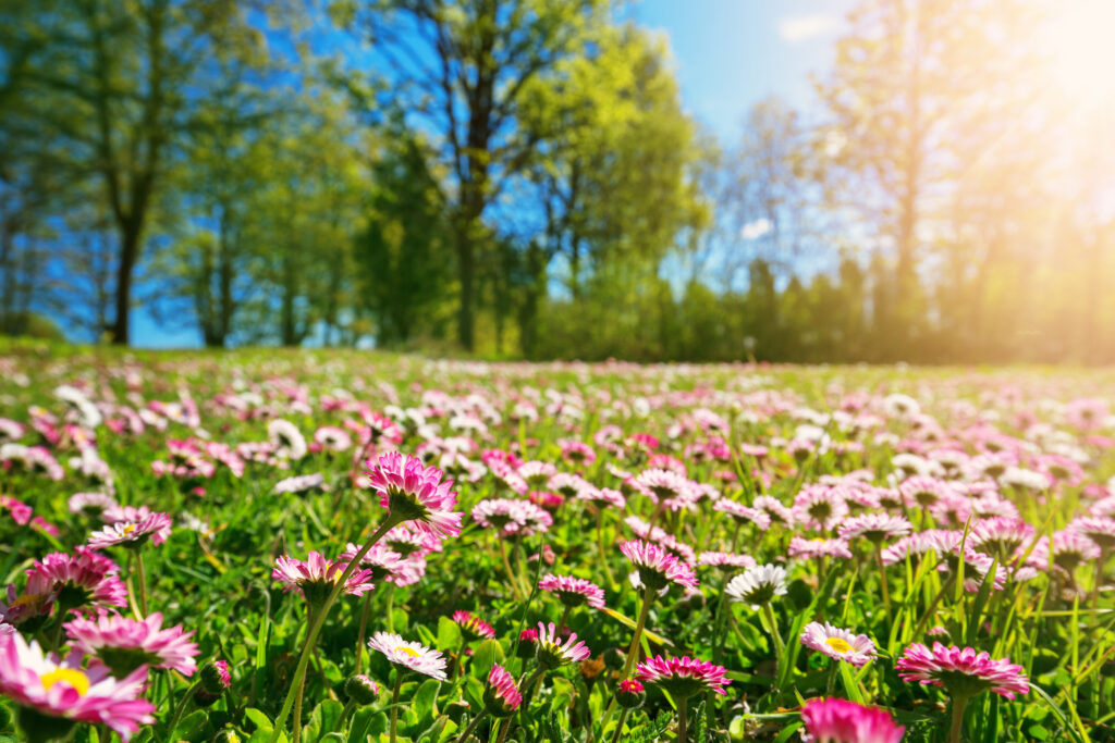 Top Summer Events in Estes Park, Colorado | Mountain Village Estes Park
